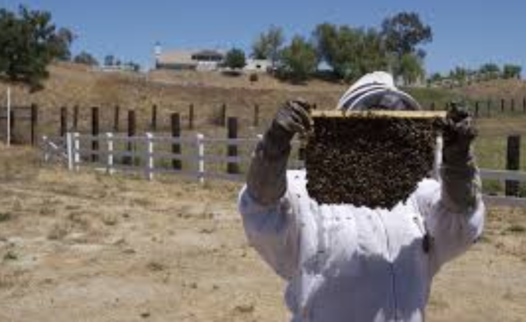 About Us | Bee Removal Corp.